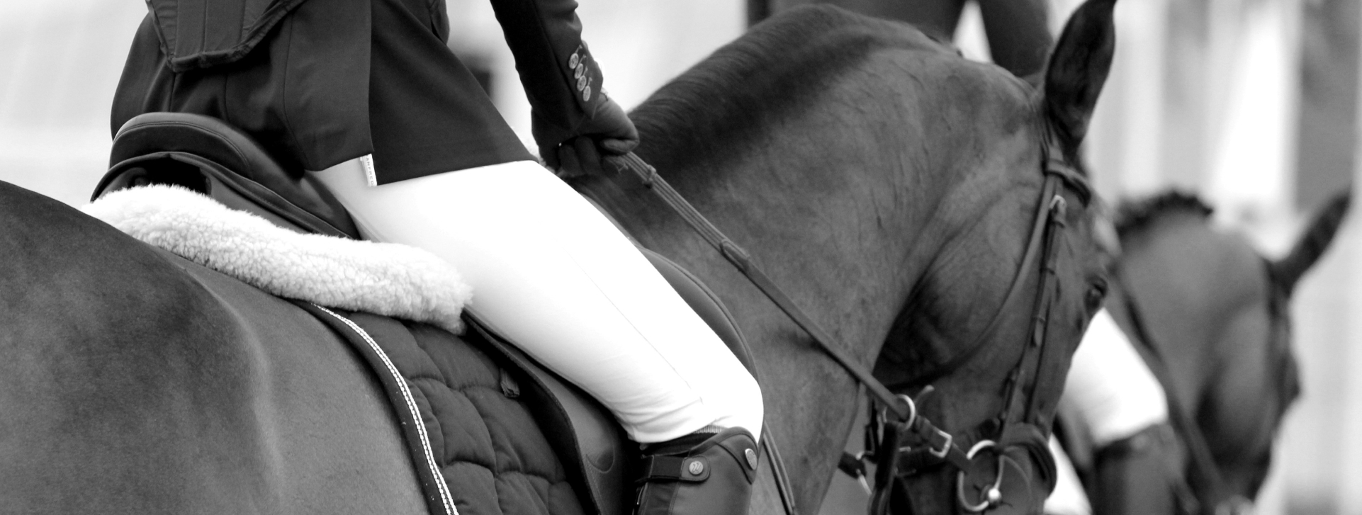 Dubai International Horse (DIHF) Exhibition Dubai United Arab Emirates